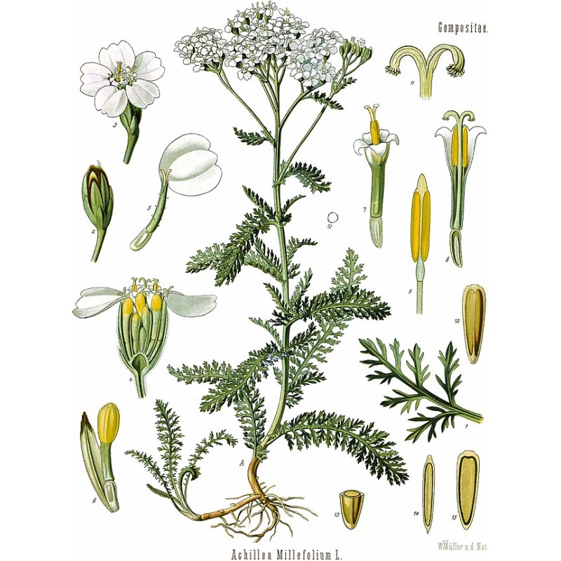 Dry yarrow for herbal teas and decoctions in viticulture or agriculture